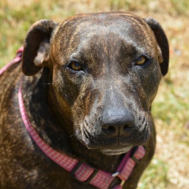 Kahlua - Medium Female Staffordshire Bull Terrier Mix Dog in QLD ...