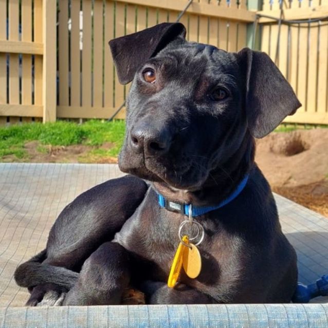 Yorta Yorta - Medium Female Labrador Mix Dog in VIC - PetRescue