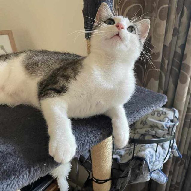 Allie - Female Dsh Mix Cat in VIC - PetRescue