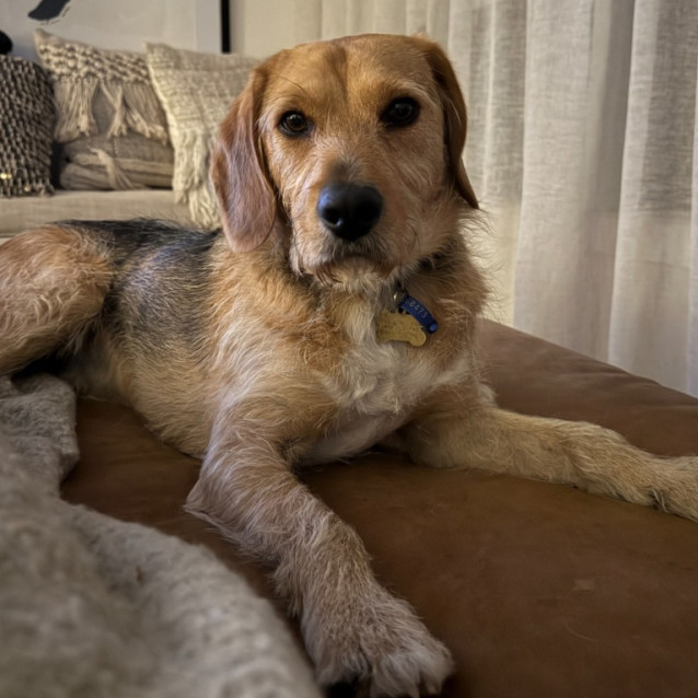Shumba - Small Male Beagle x Cavalier King Charles Spaniel Mix Dog in ...