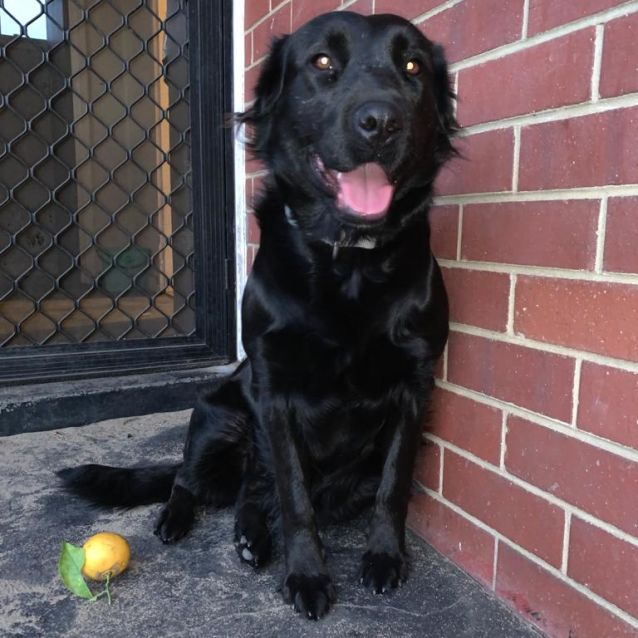 Lola - Large Female Labrador x Curly Coated Retriever x German Shepherd ...