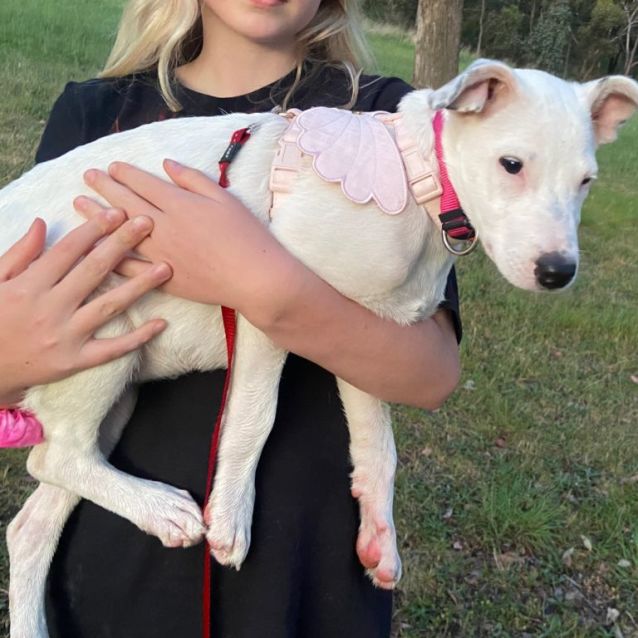 Lacy - Medium Female Mixed Breed Dog in VIC - PetRescue