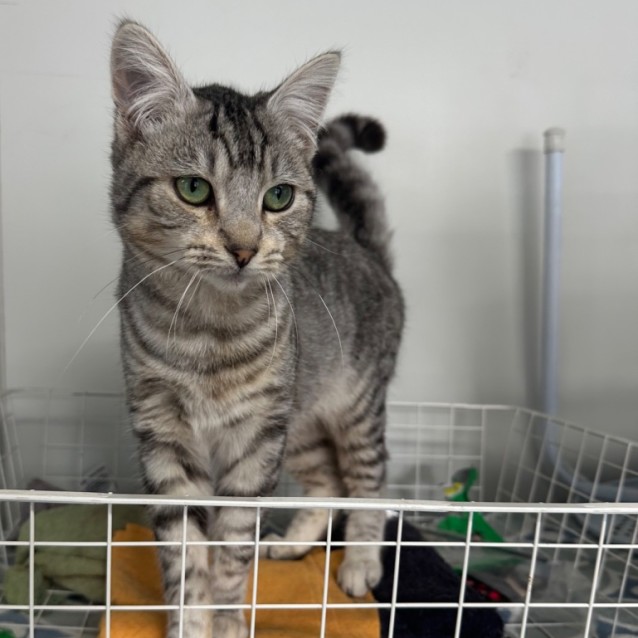 Java - Male Bengal x Domestic Short Hair (DSH) Mix Cat in VIC - PetRescue