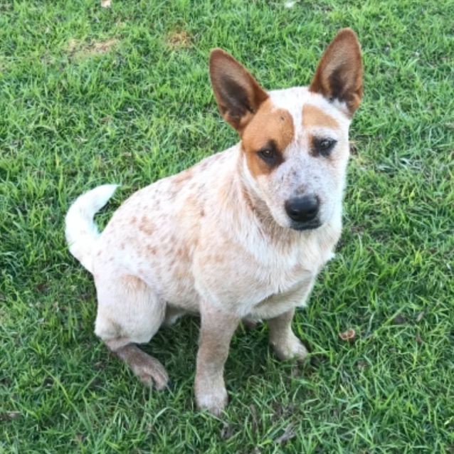 Bull - Medium Male Red Heeler Mix Dog in VIC - PetRescue