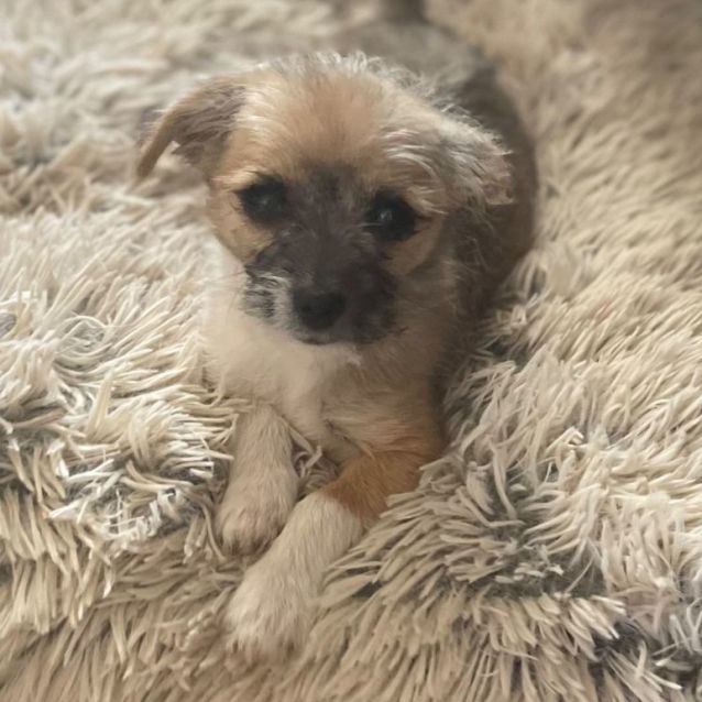Apollo - Small Male Miniature Fox Terrier x Shih Tzu Dog in NSW - PetRescue
