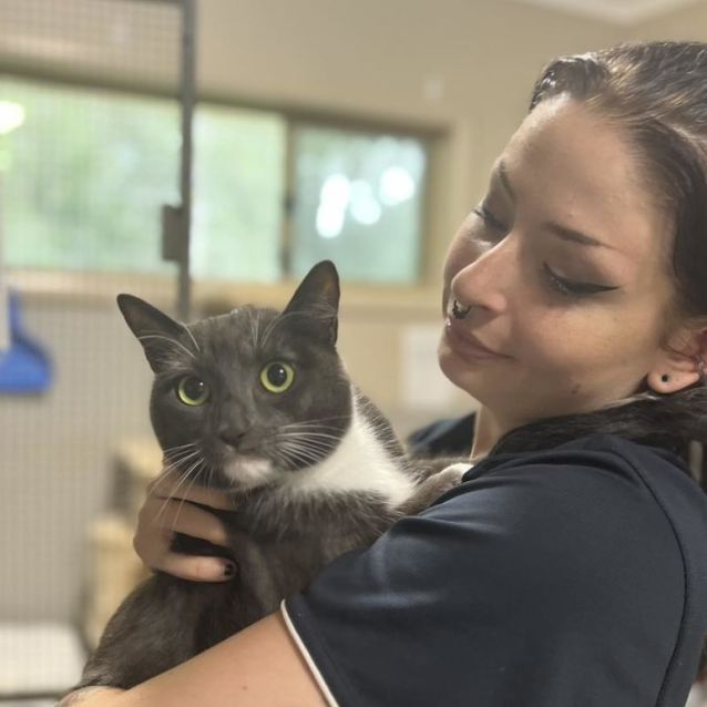 Mishka - Female Domestic Short Hair Cat in NSW - PetRescue