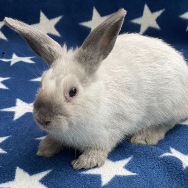 Sugar - Female Netherland Dwarf Mix Rabbit in NSW - PetRescue