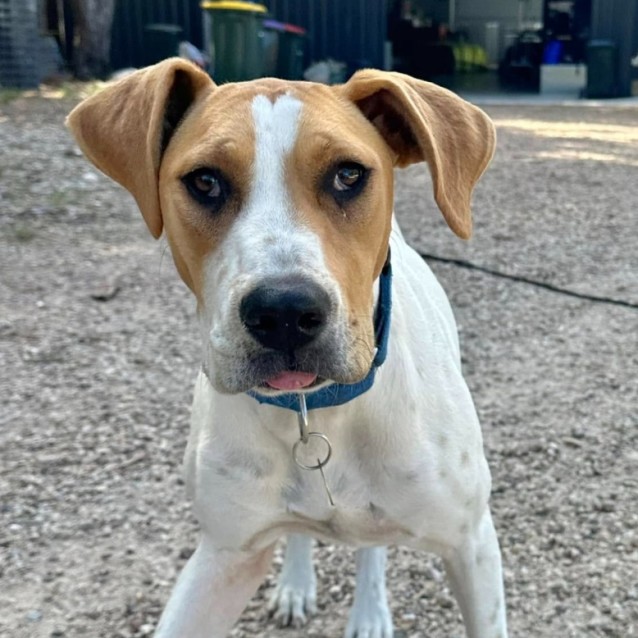 Kalina - Large Female Bull Arab Mix Dog in VIC - PetRescue