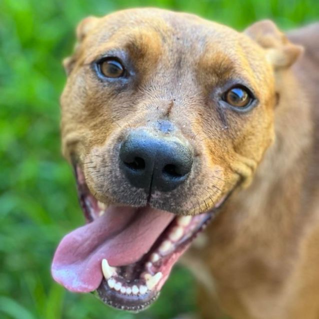 Honey - Medium Female Australian Cattle Dog x American Staffordshire ...