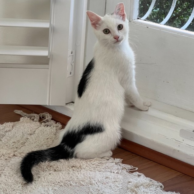 Piccolo - Male Domestic Short Hair Cat in NSW - PetRescue