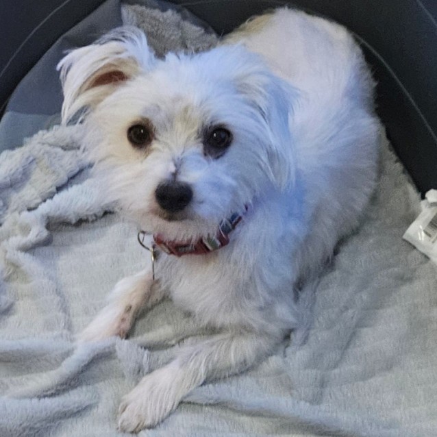 Headlight - Small Male Maltese Mix Dog in VIC - PetRescue