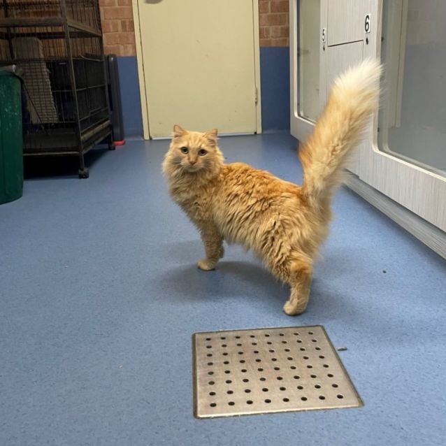 Honey - Female Ragdoll Mix Cat in NSW - PetRescue