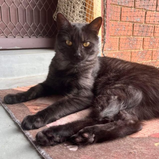 Handsome Slinky Mission. Loves cats! - Male Domestic Short Hair Cat in ...