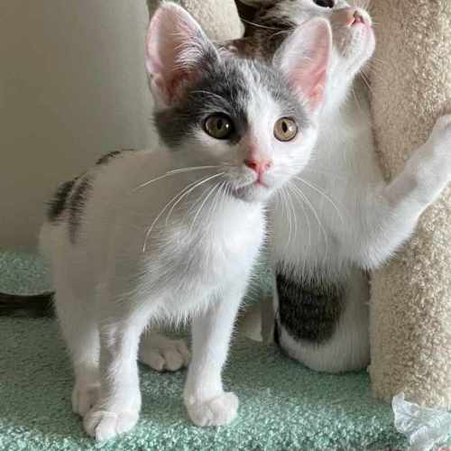 Maneki Neko Cat Rescue - PetRescue