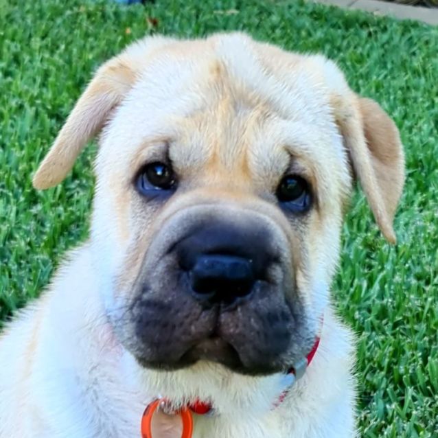 Ross - Medium Male Shar-Pei Dog in QLD - PetRescue