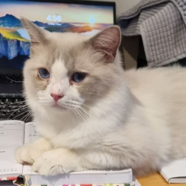 Bluey - Male Ragdoll Cat in QLD - PetRescue