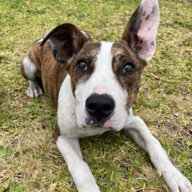 Ralph - Large Male Staffy x Border Collie Dog in VIC - PetRescue