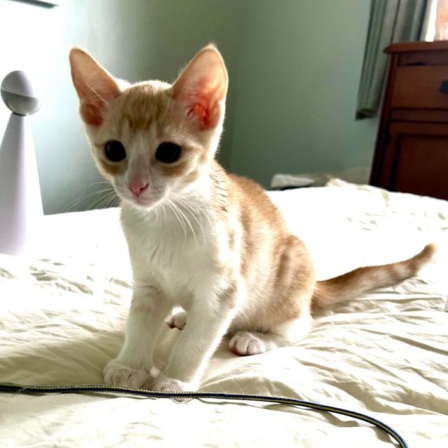 Sierra - Female Domestic Short Hair Mix Cat in QLD - PetRescue