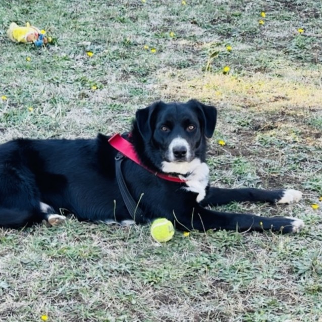 Spotty - Medium Male Border Collie Mix Dog in VIC - PetRescue