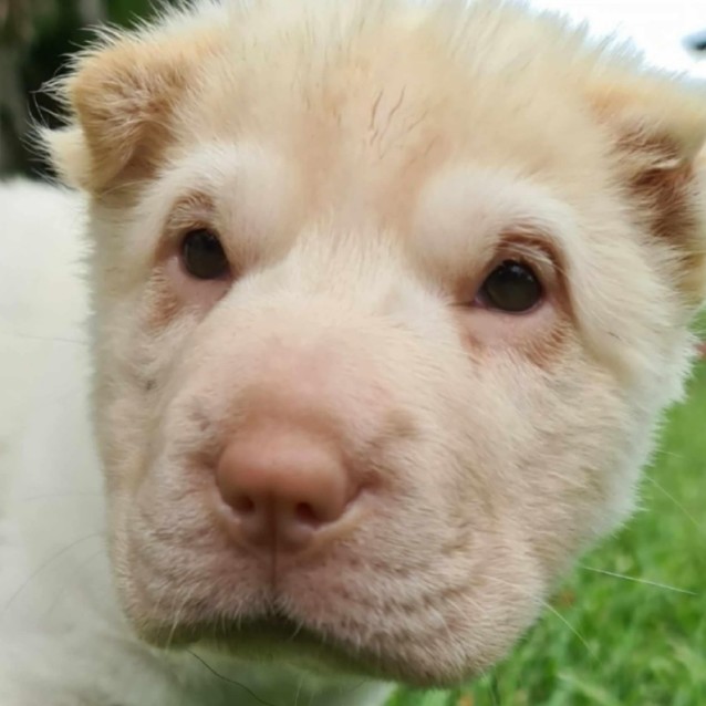 Diamond - Medium Female Shar Pei Dog in QLD - PetRescue