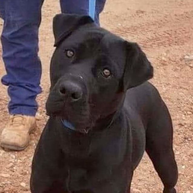 A Fern - Large Female Labrador Mix Dog in VIC - PetRescue
