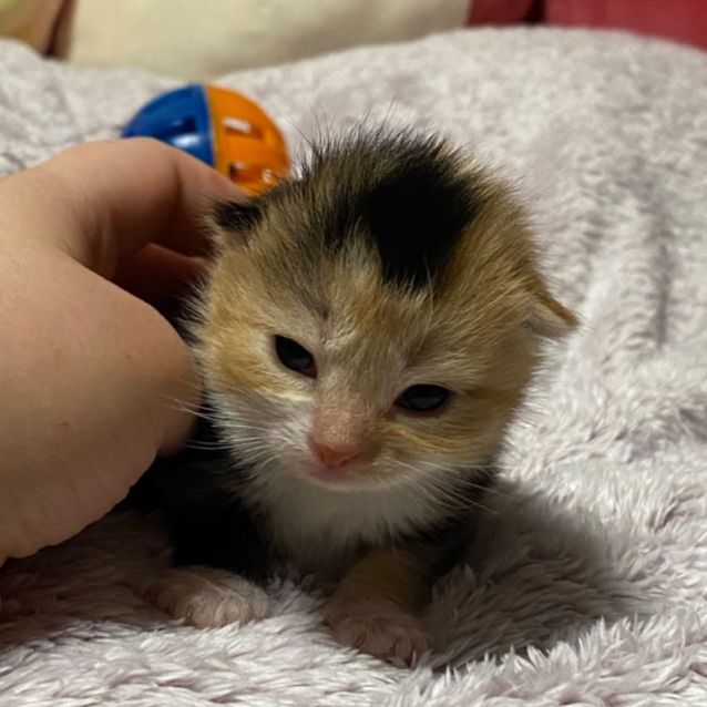 Kiri **2nd Chance Cat Rescue** - Female Domestic Short Hair Cat in VIC ...