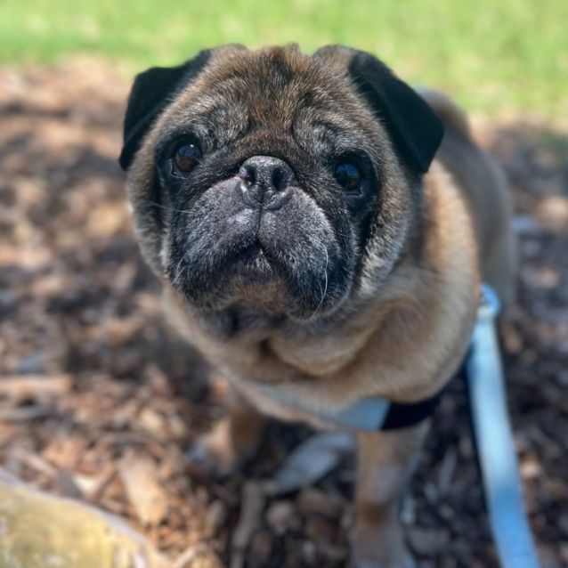 Spud - Small Male Pug Dog in NSW - PetRescue