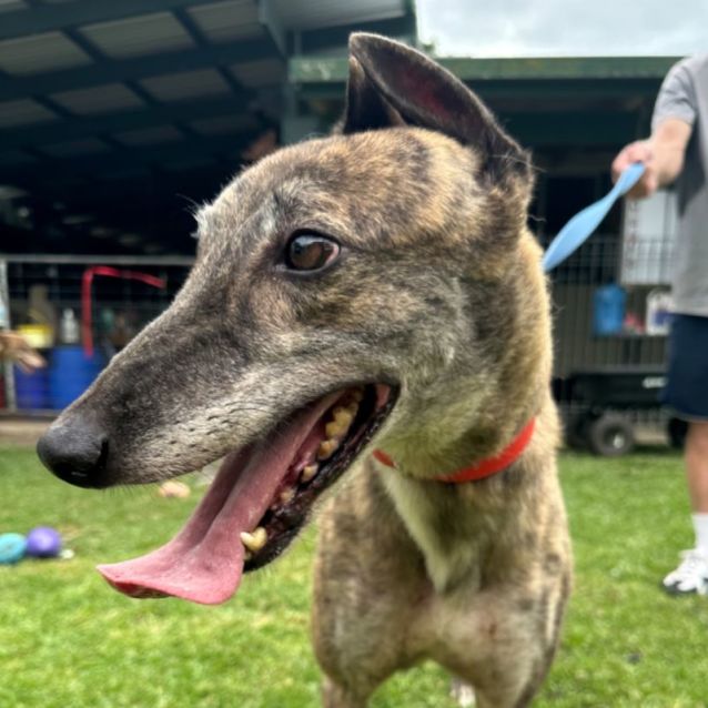 Rocky - Large Male Greyhound Dog in NSW - PetRescue