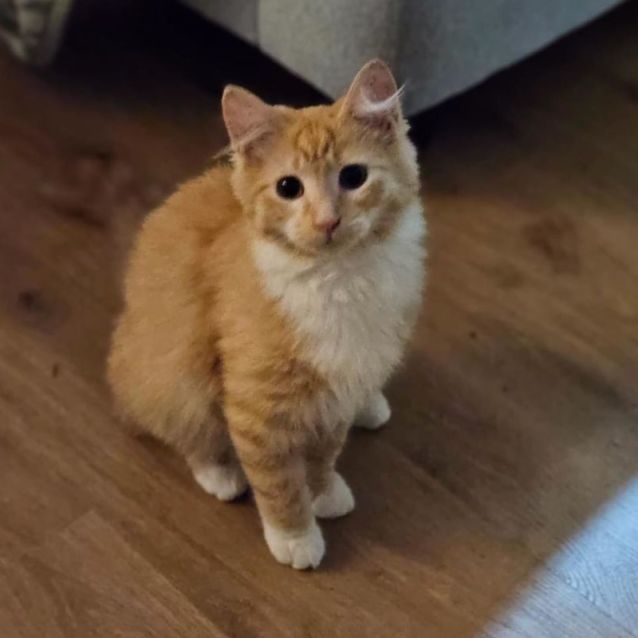 Jilly - Female Domestic Medium Hair Cat in NSW - PetRescue