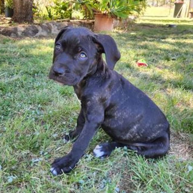 Amber - Large Female Neapolitan Mastiff Mix Dog in QLD - PetRescue