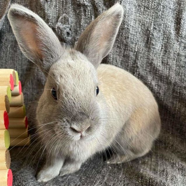 🐰Gordy🐰(Located in Beaconsfield) - Male Netherland Dwarf Mix Rabbit in ...
