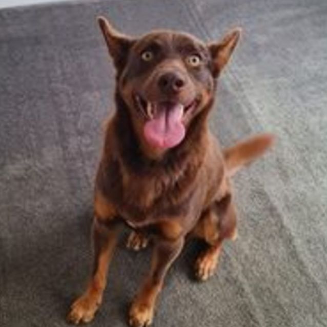 Jacko - Medium Male Australian Kelpie Dog in VIC - PetRescue