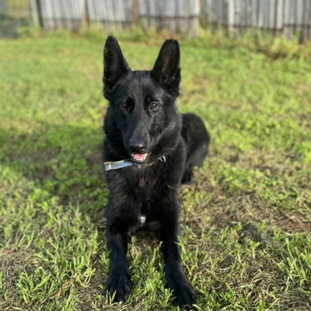 Barbie - Medium Female German Shepherd Dog in NSW - PetRescue