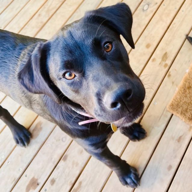 Safa - Medium Female Labrador x Pointer Mix Dog in VIC - PetRescue