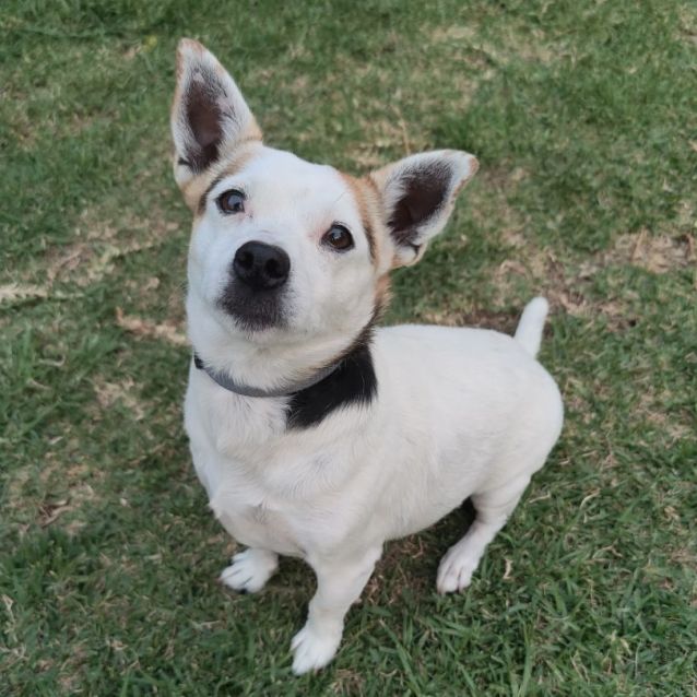 Poss - Small Female Jack Russell Terrier x Shih Tzu Mix Dog in VIC ...