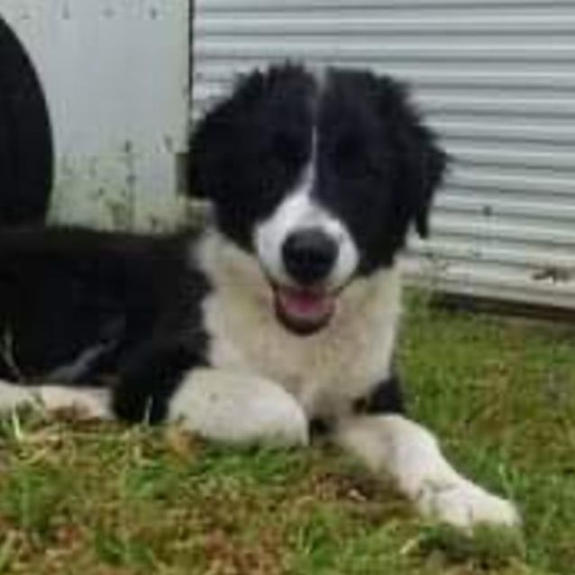 Milo - Medium Male Border Collie Dog in QLD - PetRescue