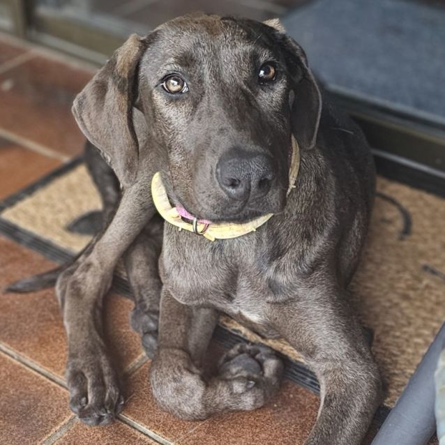 Chevelle - Large Female Great Dane Mix Dog in QLD - PetRescue