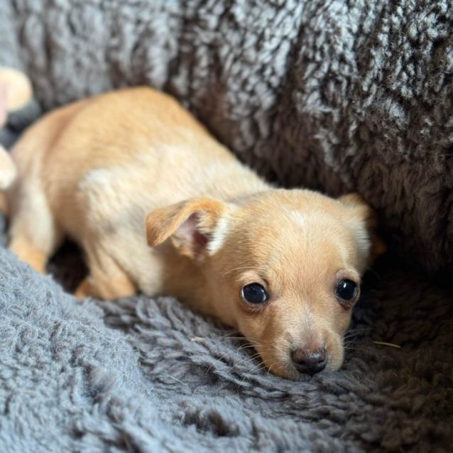 Pichu - Small Male Chihuahua Dog in VIC - PetRescue
