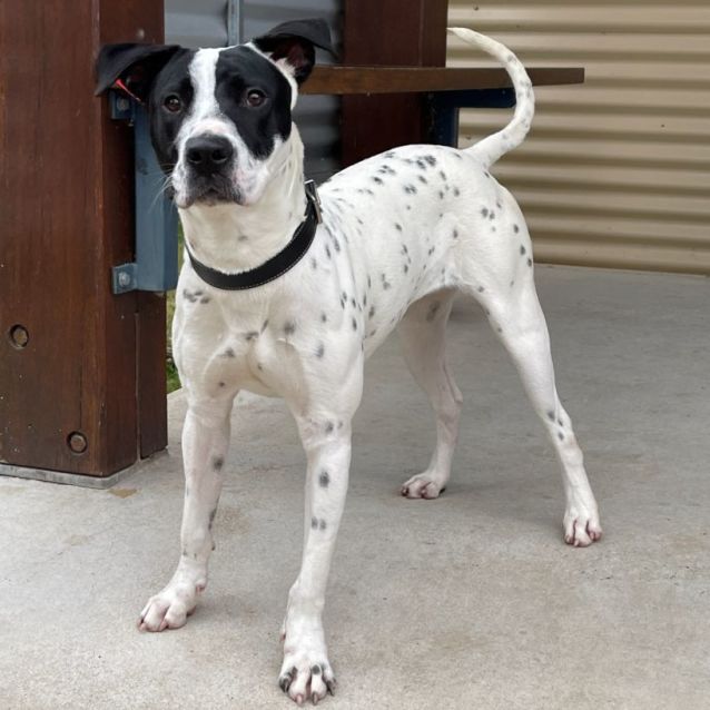 Ohana - Medium Female Dalmatian x Bull Arab Mix Dog in QLD - PetRescue