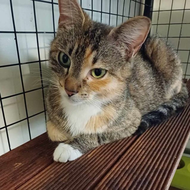 Tippy ** 2nd Chance Cat Rescue** - Female Domestic Short Hair Cat in ...