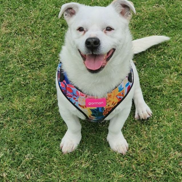 Boofa - Small Male Maltese x American Staffordshire Terrier Mix Dog in ...