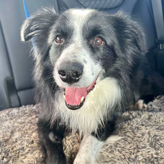 Percy - Medium Male Border Collie Dog in VIC - PetRescue