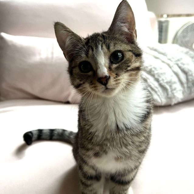 Possum - Female Domestic Short Hair Cat in VIC - PetRescue