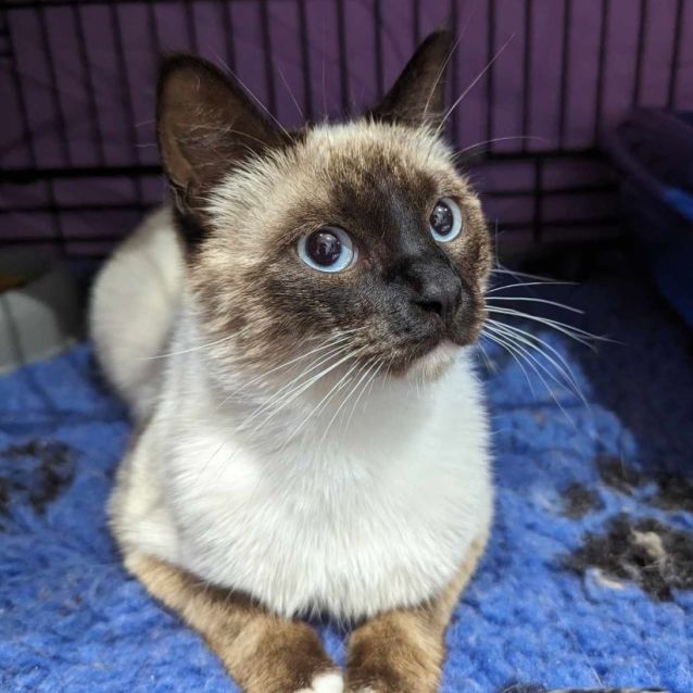 Duke - Male Birman Cat in NSW - PetRescue