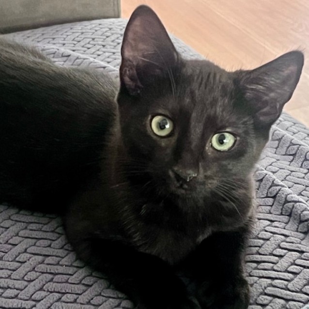 Fergus - Male Domestic Short Hair (DSH) Cat in VIC - PetRescue