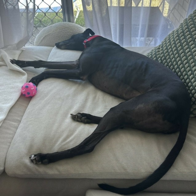Coco - Medium Female Greyhound Dog in QLD - PetRescue