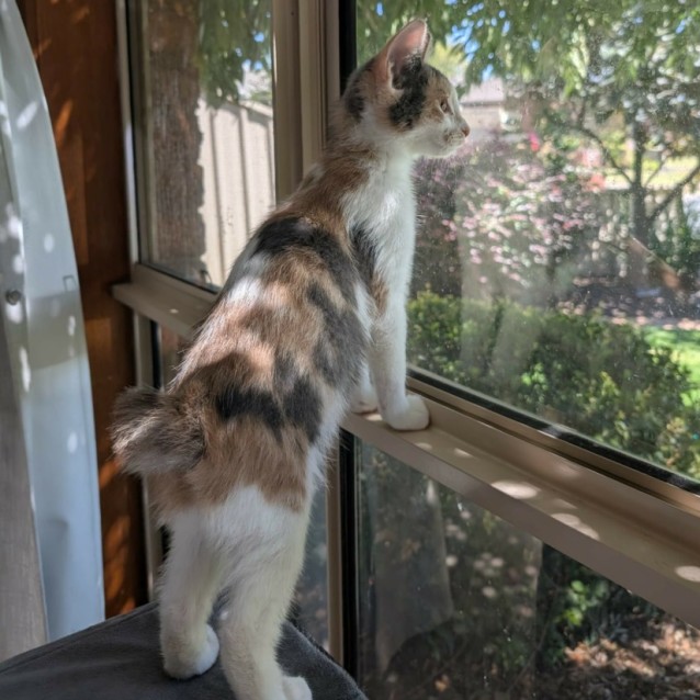 Soda - Female Manx Cat in VIC - PetRescue