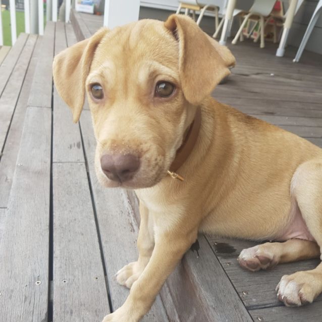 Goldie - Medium Female Labrador x Staffy Mix Dog in NSW - PetRescue