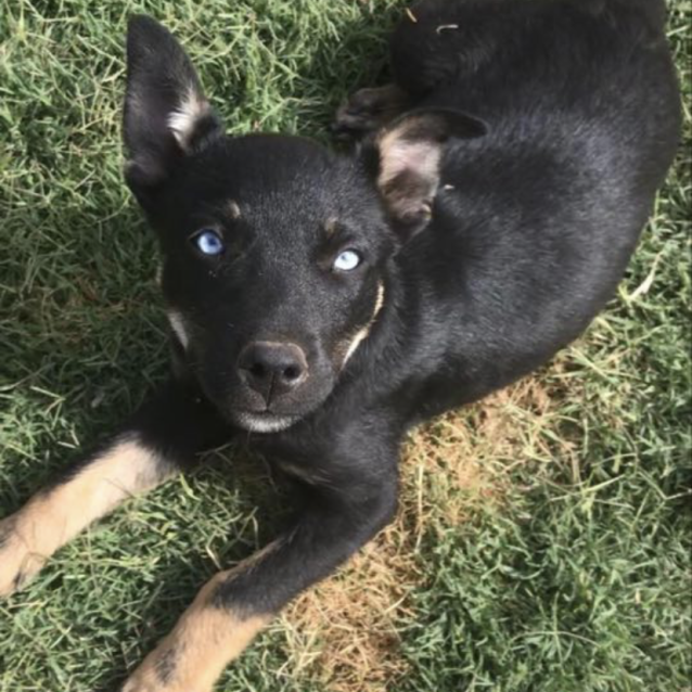 Malaki - Medium Male Kelpie Mix Dog in NSW - PetRescue
