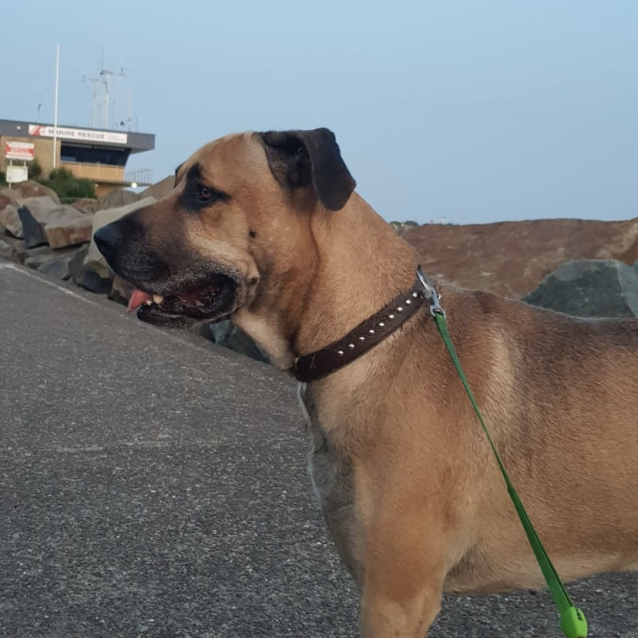 Benji - Large Male Rhodesian Ridgeback x Great Dane Mix Dog in NSW ...